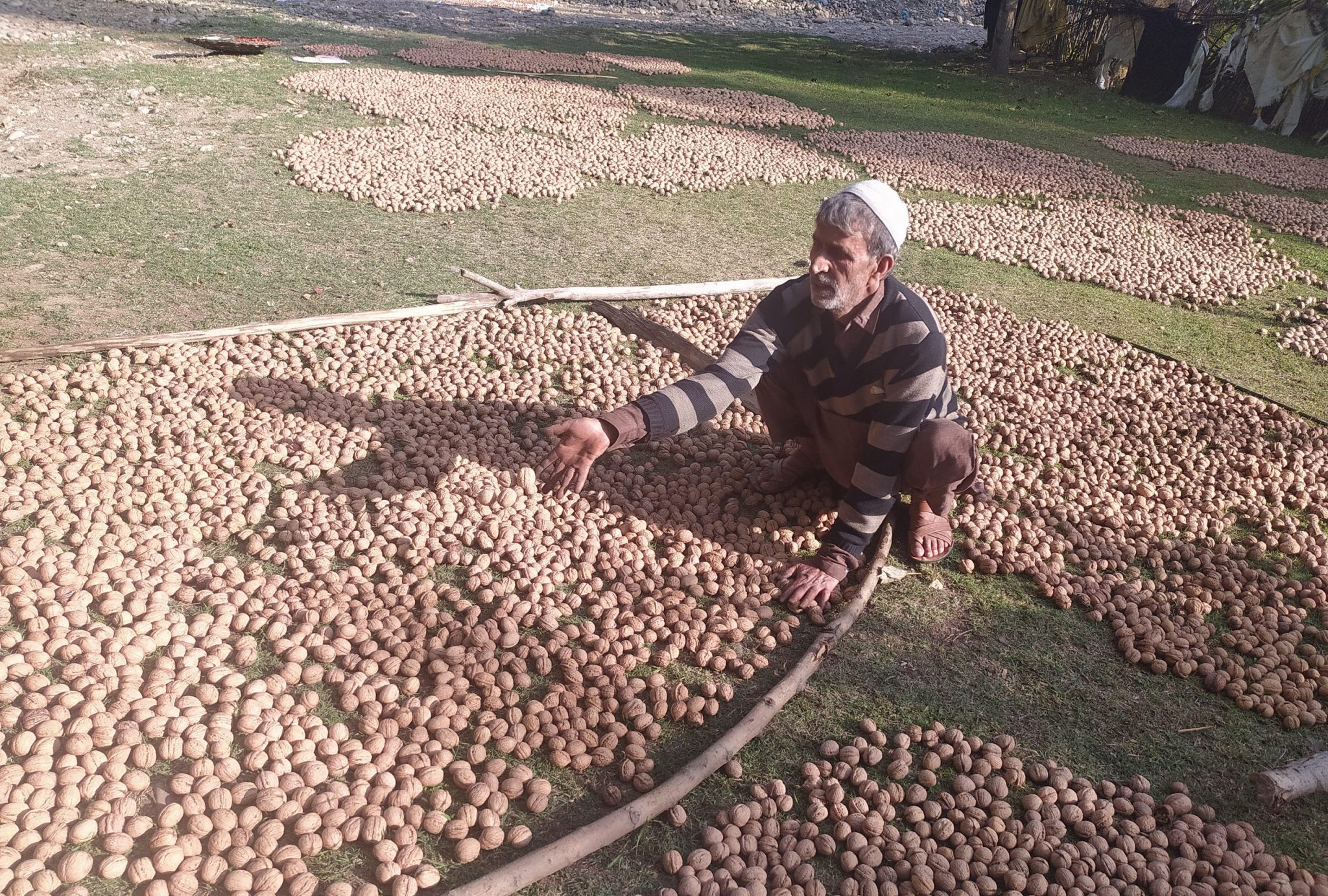 Walnut Growers and Traders Suffer Losses Due to Lock-downs in Kashmir ...