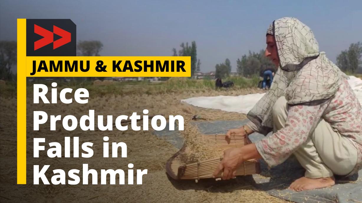 J&K Sees Significant Decline in Rice Production, Falling by 154 ...